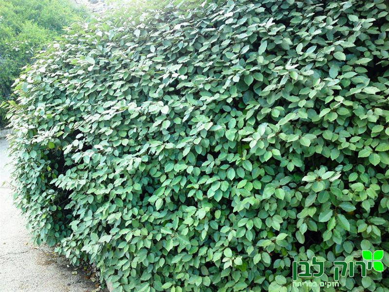 עץ השמן המנוקד | ירוק לבן